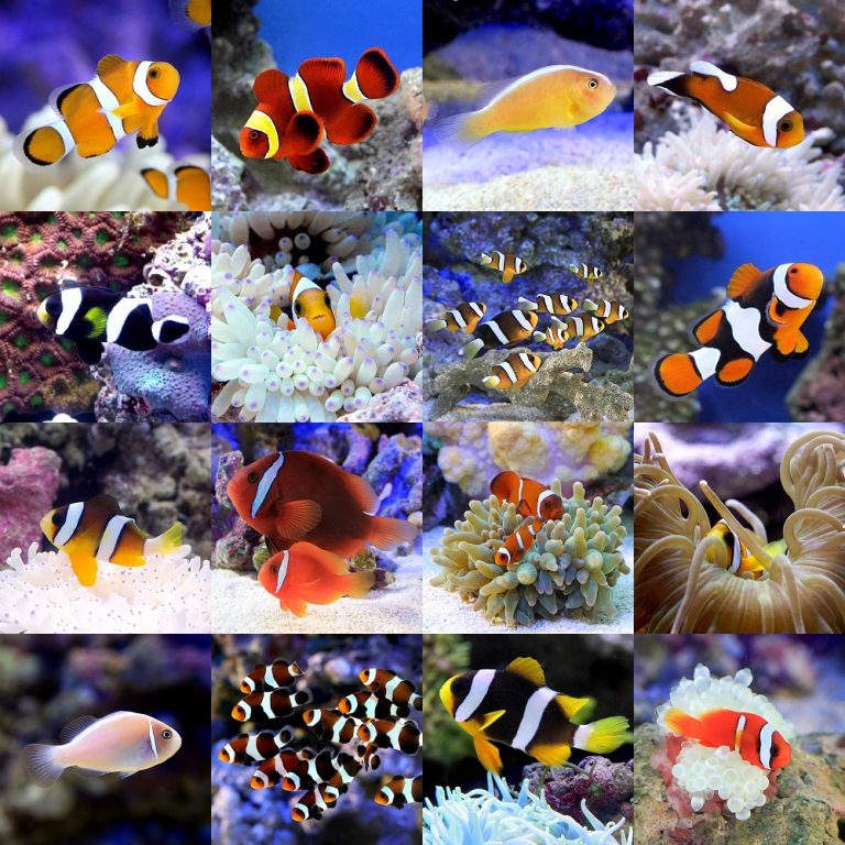 クマノミの世界 | AQUALASSIC