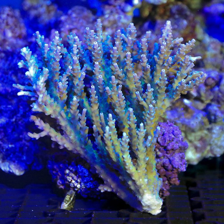 サンゴ・海水魚の飼育を始めよう！海水水槽立ち上げに必要な用品・機材8選 | AQUALASSIC