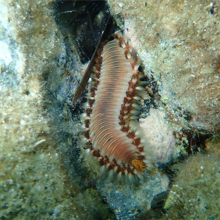 ライブロックのキュアリングについて | AQUALASSIC