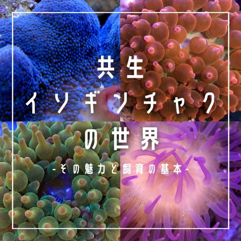 超クマノミ大図鑑 | AQUALASSIC