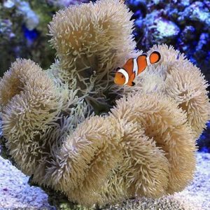 共生イソギンチャクの世界 | AQUALASSIC