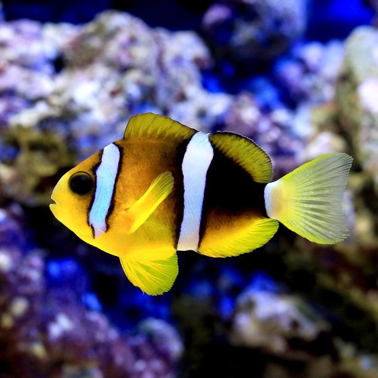 サンゴイソギンチャク | AQUALASSIC