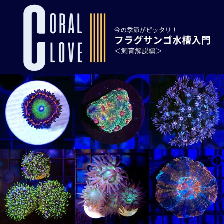 サンゴとライブロックと石灰藻 | AQUALASSIC