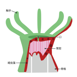 ビギナーでも安心！イソギンチャク飼育の用品ガイド | AQUALASSIC